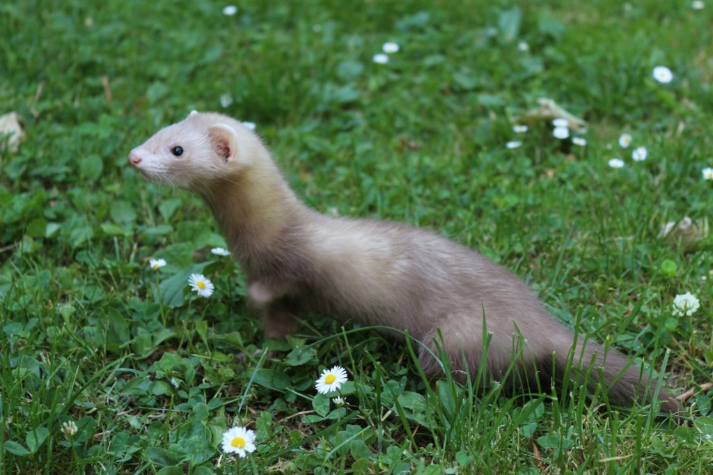 Meïko, furette chocolat base albinos - Furet Mon Ami