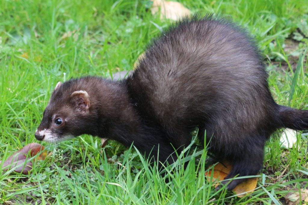 Les variétés de furets - Furet Mon Ami